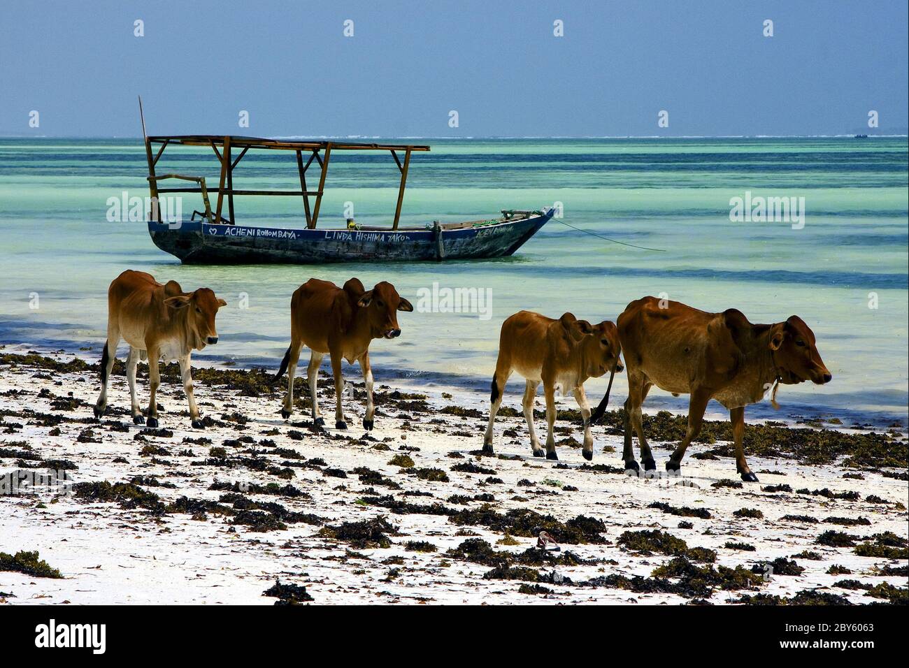 cow in zanzibar Stock Photo - Alamy