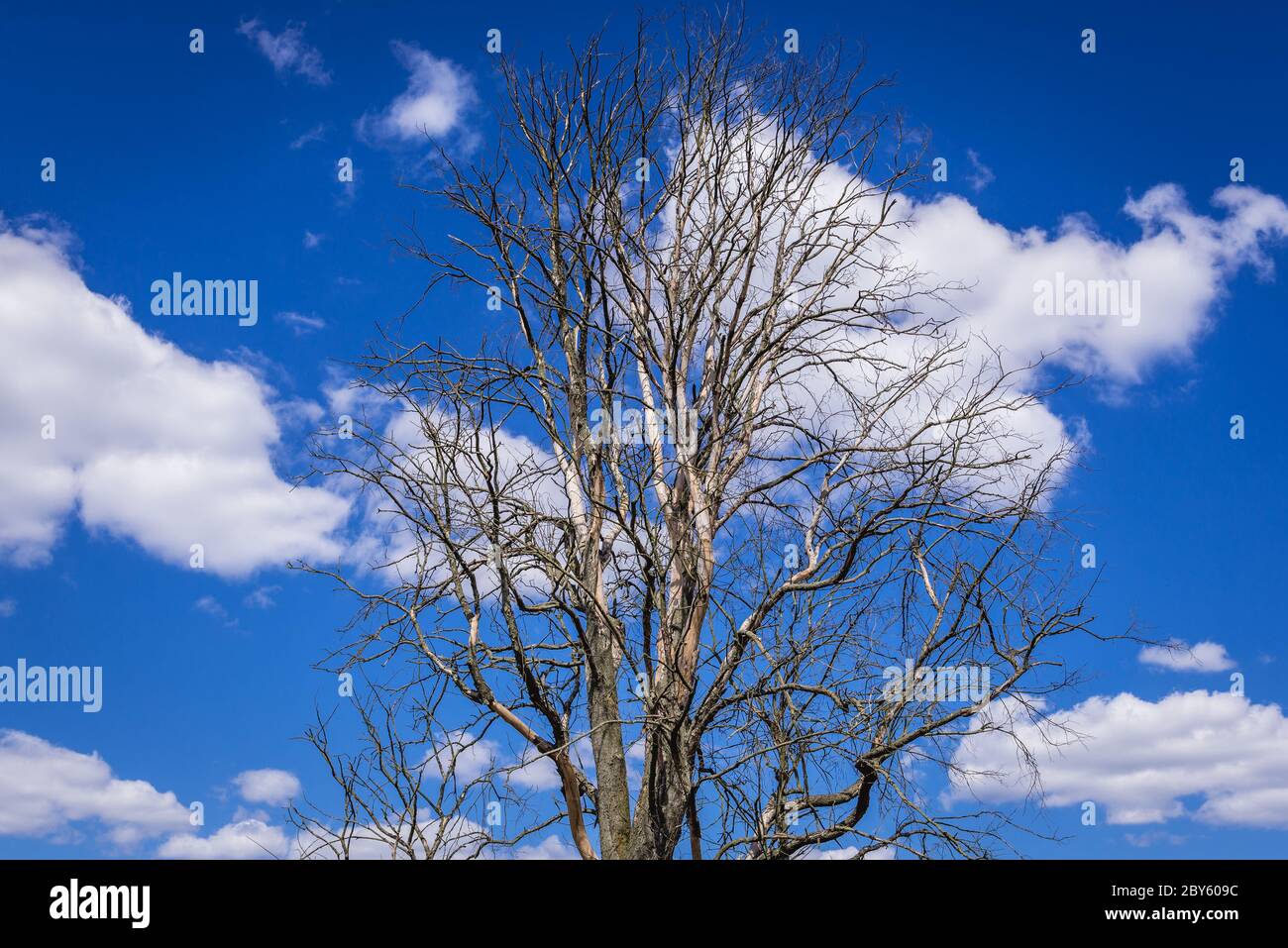 Old dry large tree hi-res stock photography and images - Alamy