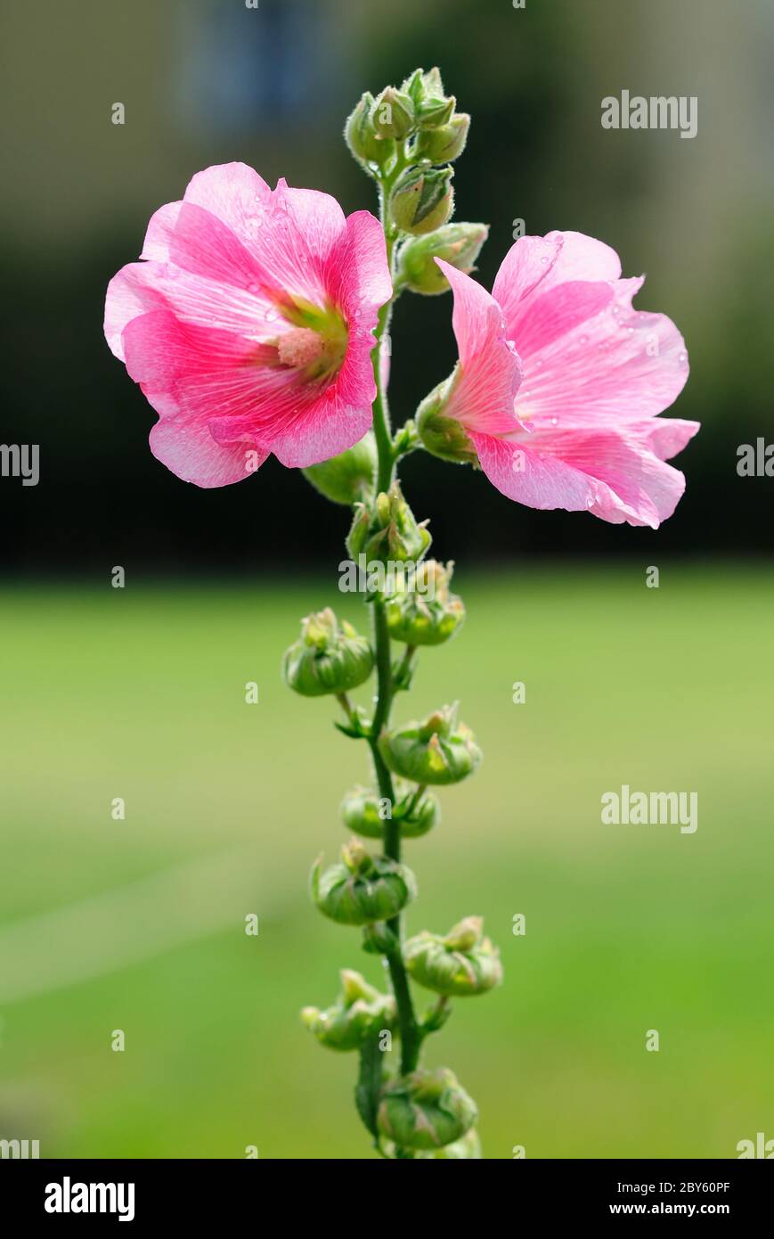 Mallow malvaceae hi-res stock photography and images - Alamy
