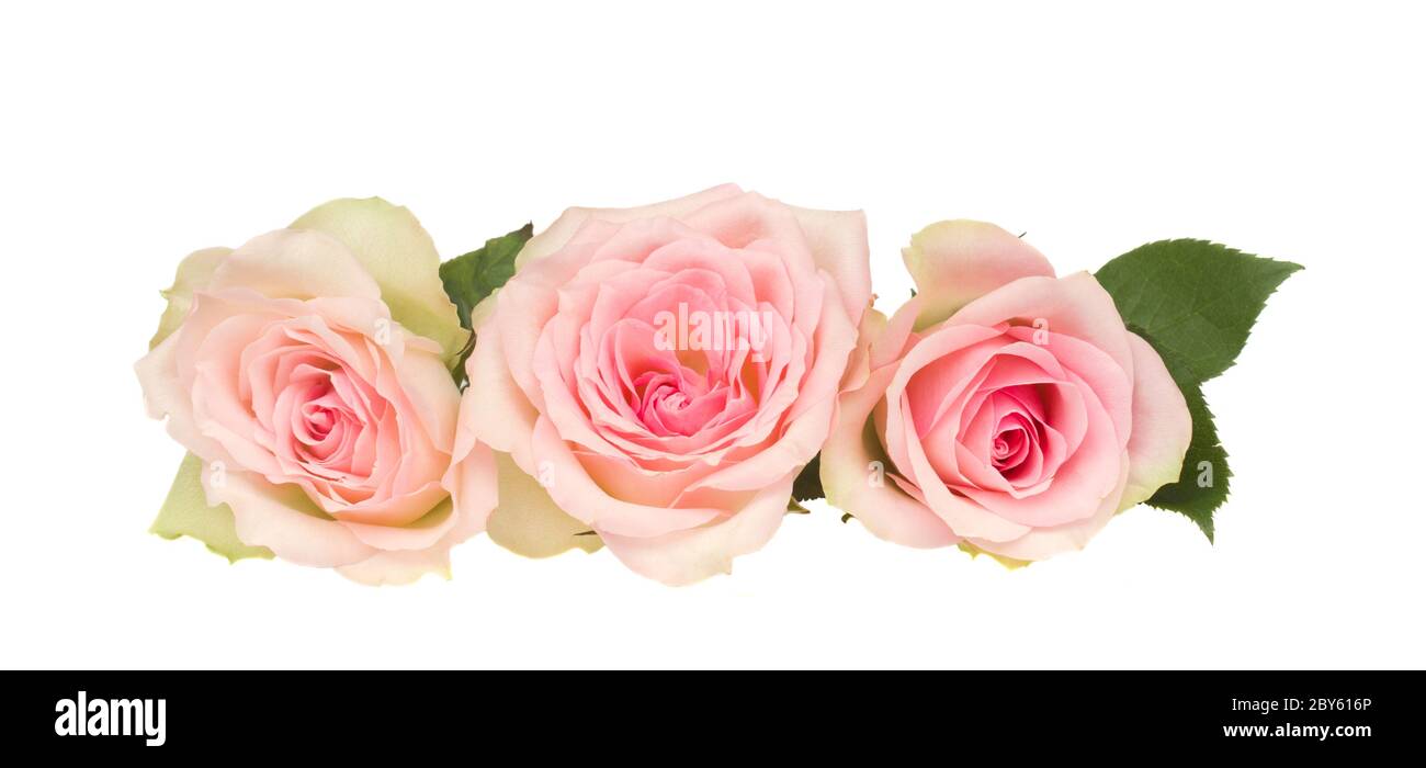 three pink roses Stock Photo - Alamy