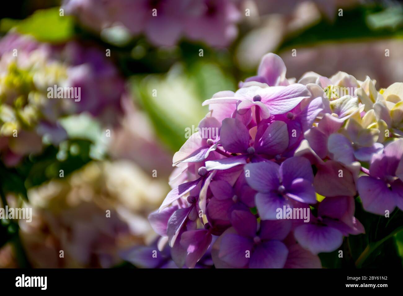 Hydrangea flower in the corner with background bokeh Stock Photo - Alamy