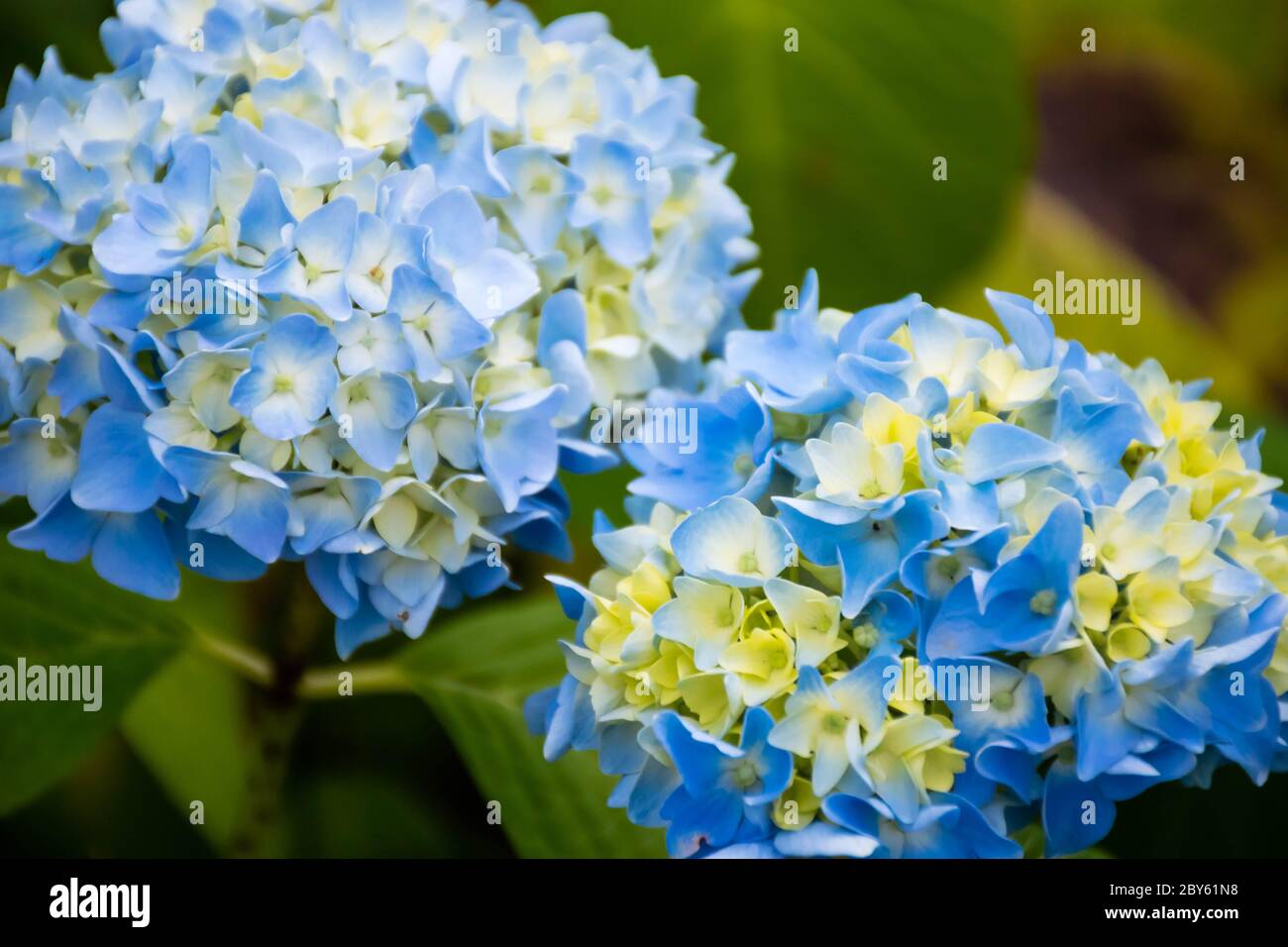 Two blooming blue hydrangea flowers Stock Photo - Alamy