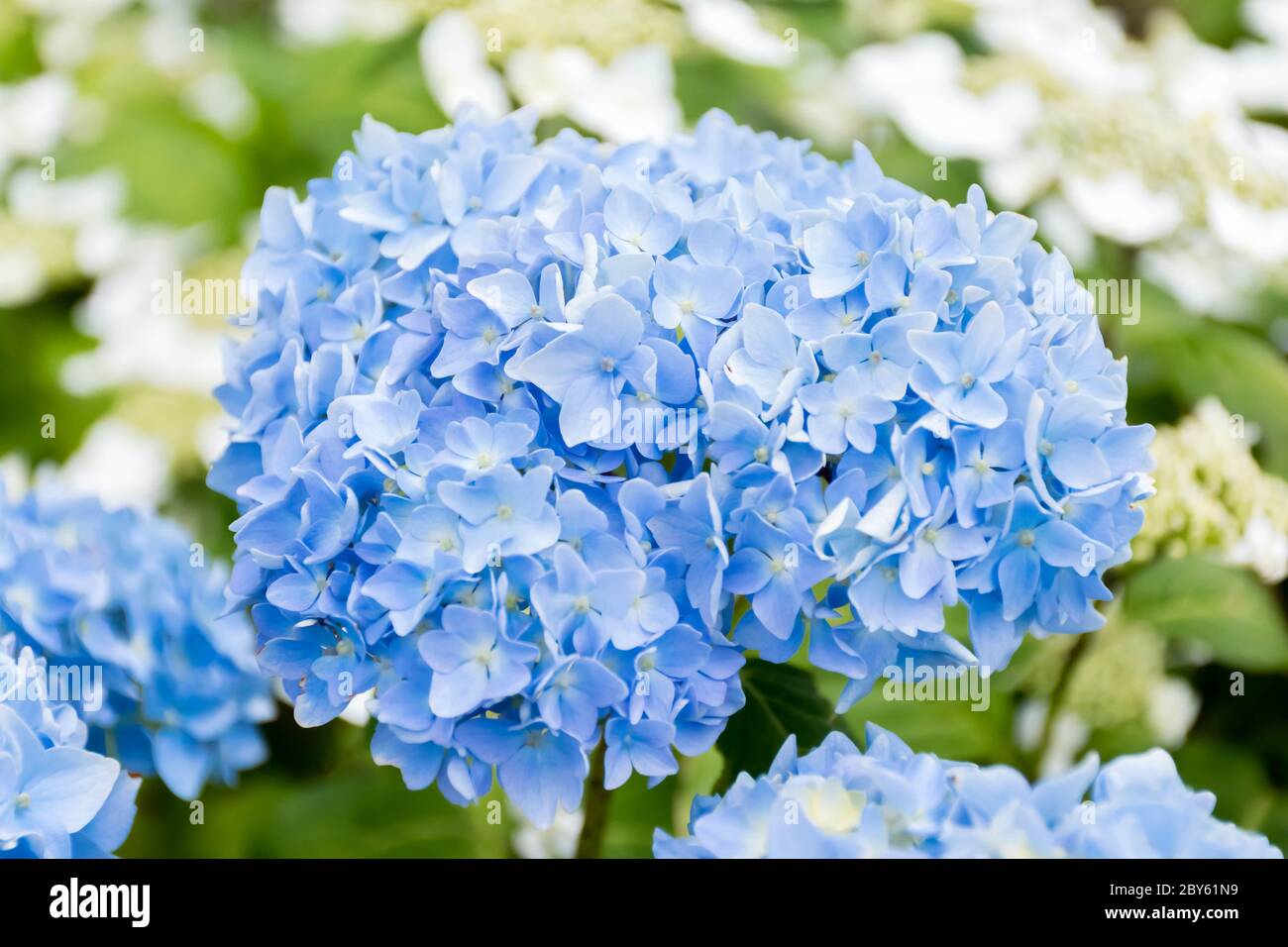 Single blooming blue hydrangea flower Stock Photo - Alamy