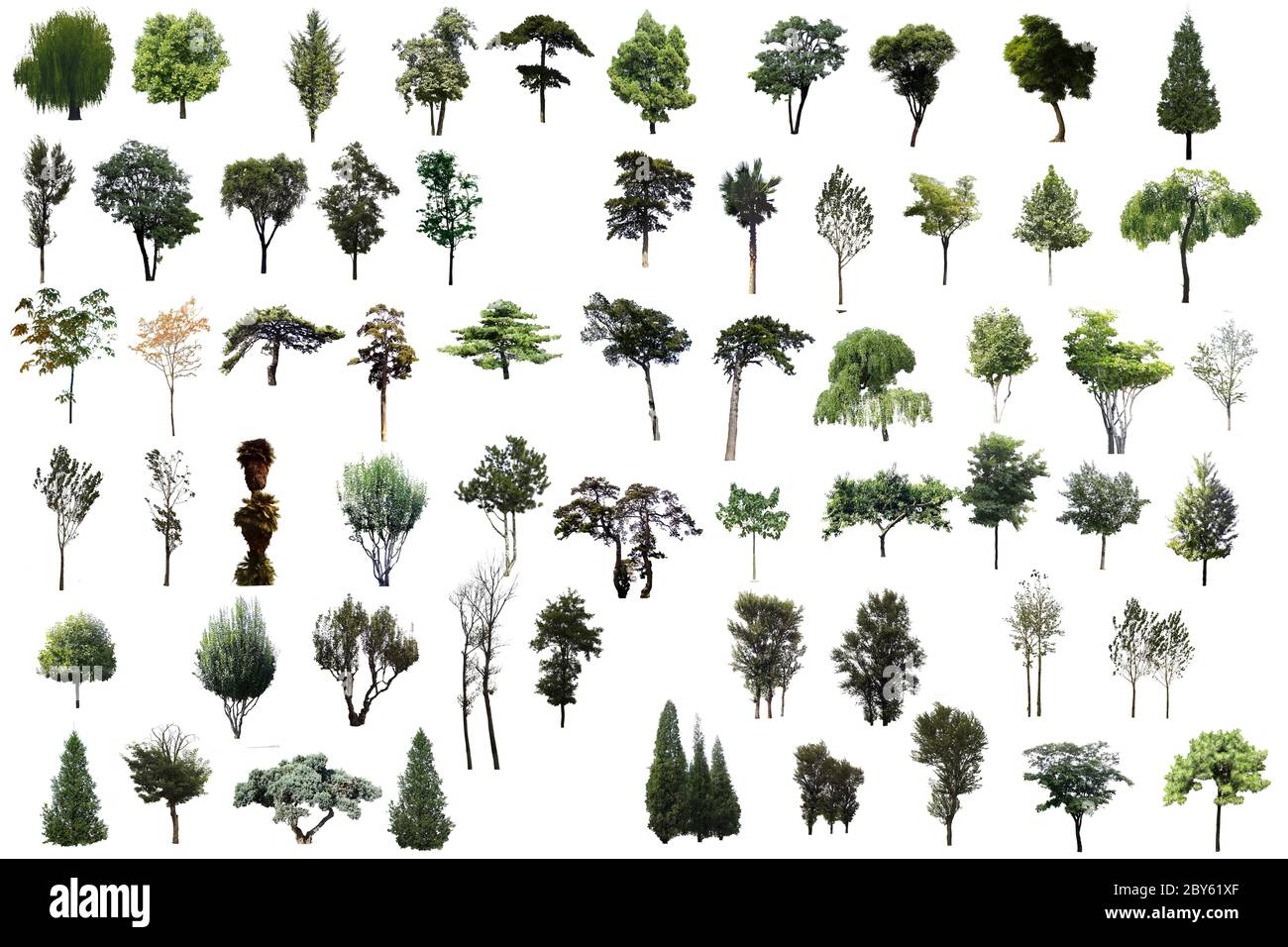 Bamboo trees on white Cut Out Stock Images & Pictures - Alamy