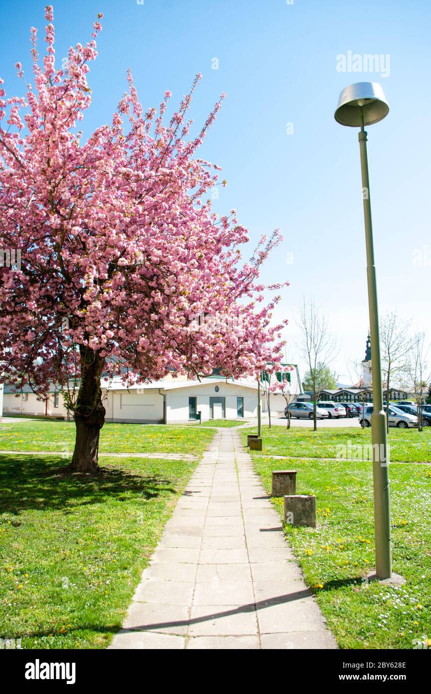 Sakura tree blooming on backyard, summer time, pink flowers. Beautiful ...