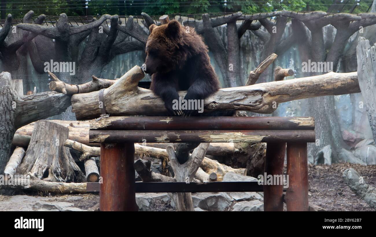 A large pensive brown bear sitting in a zoo behind glass. A circus ...