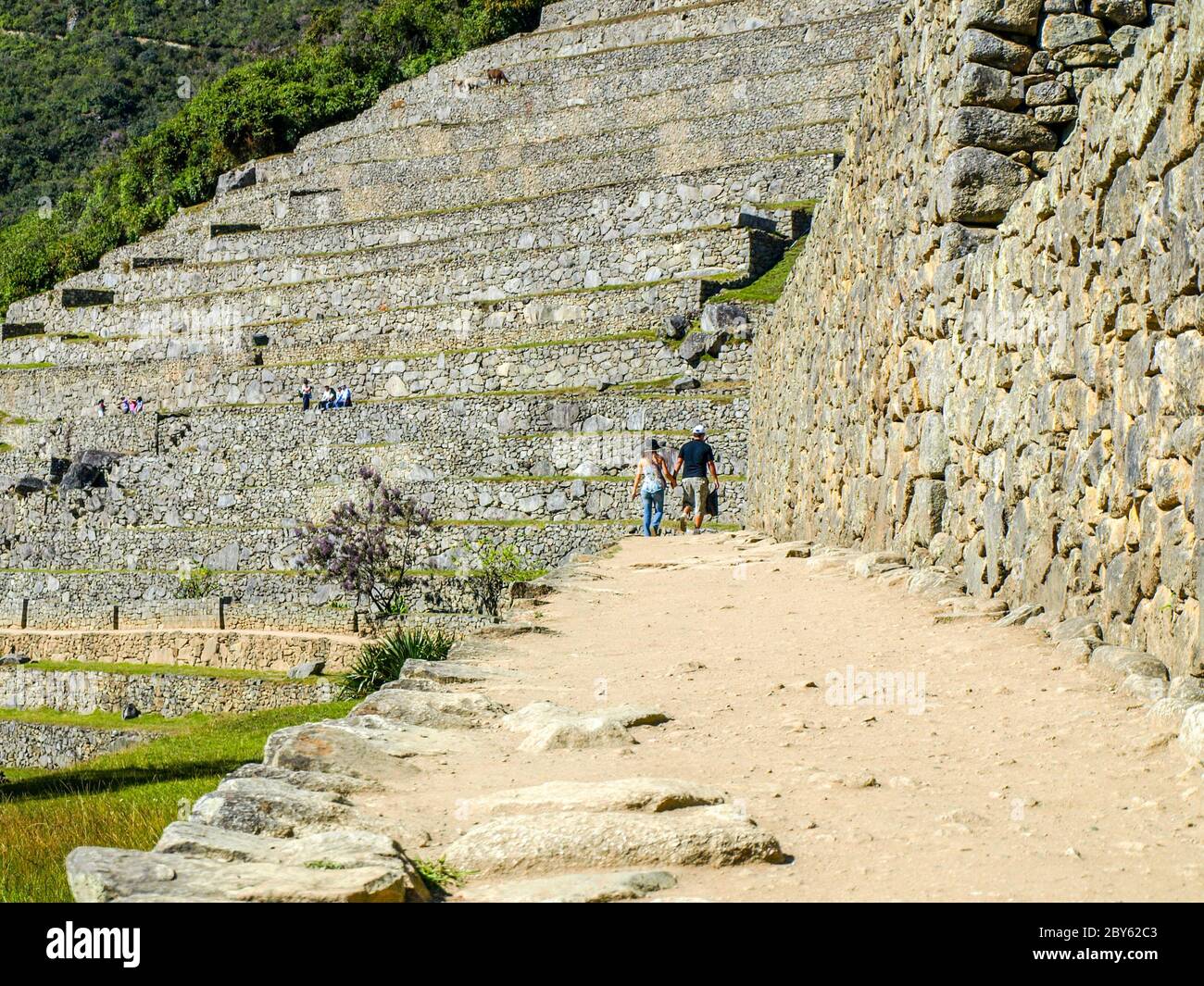 Inca tree hi-res stock photography and images - Alamy