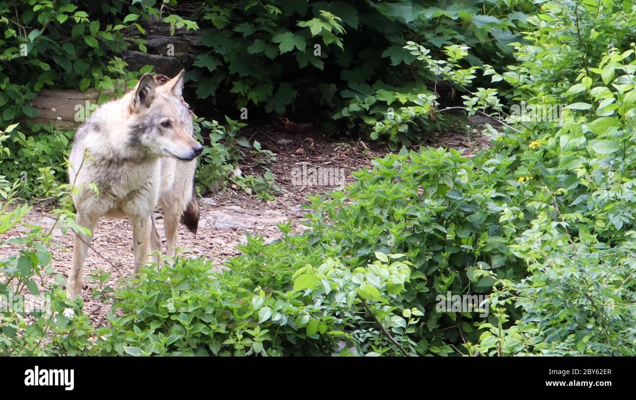 Lone forest gray wolf standing among green trees and bushes Stock Photo ...