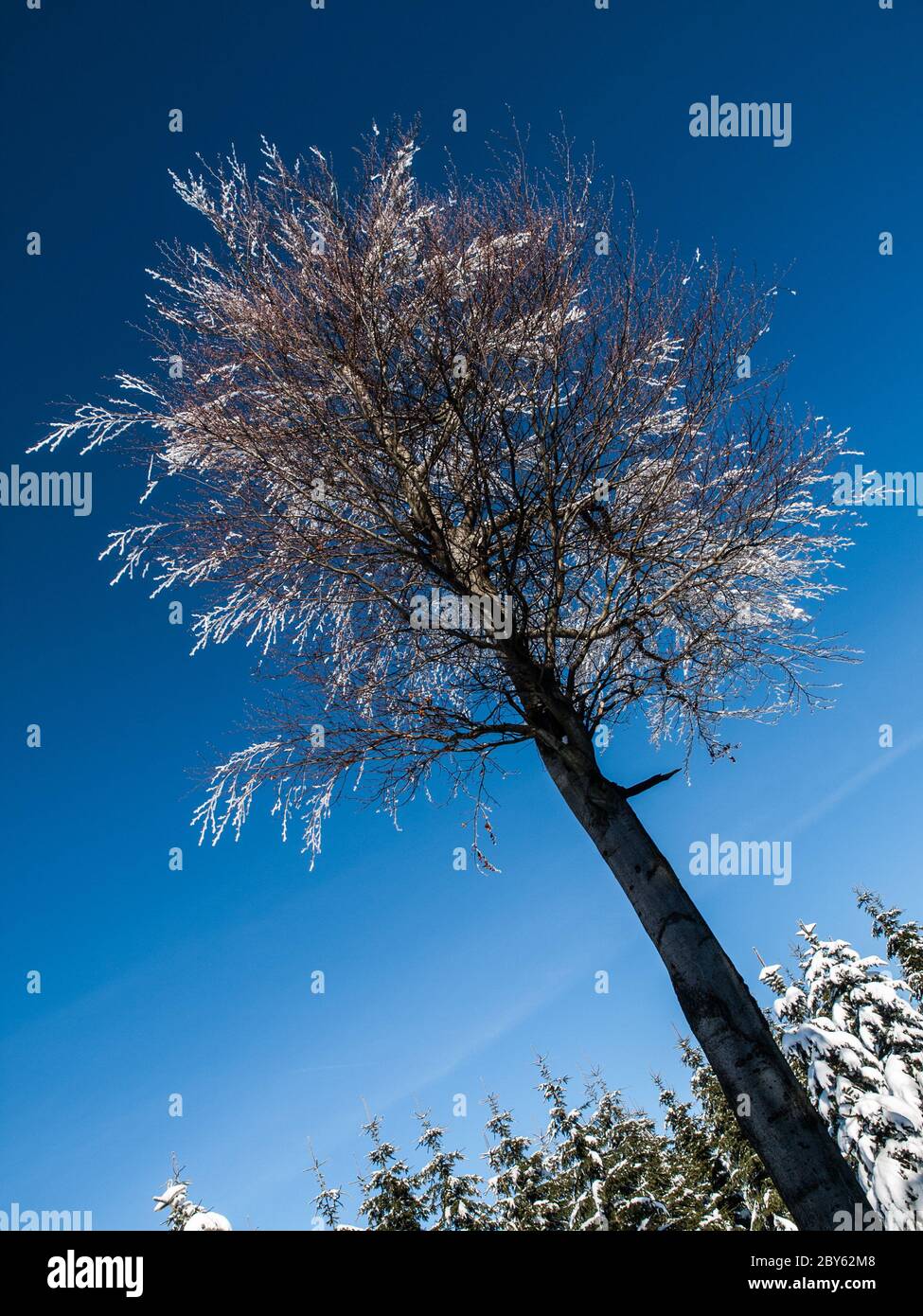 Beech tree snow december hi-res stock photography and images - Alamy