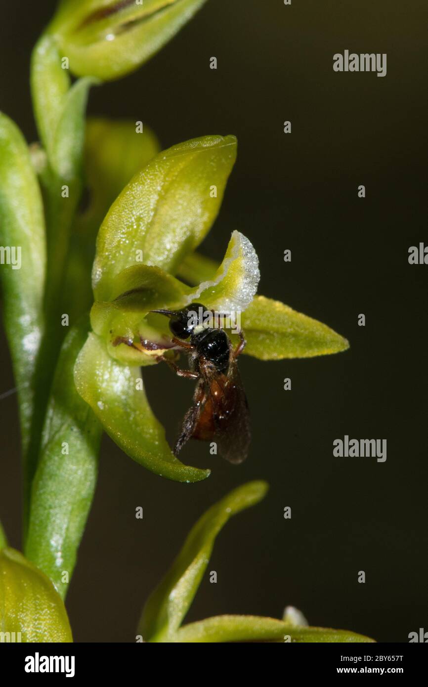 Reed Bee feeding on Yellow Leek Orchid nectar Stock Photo - Alamy