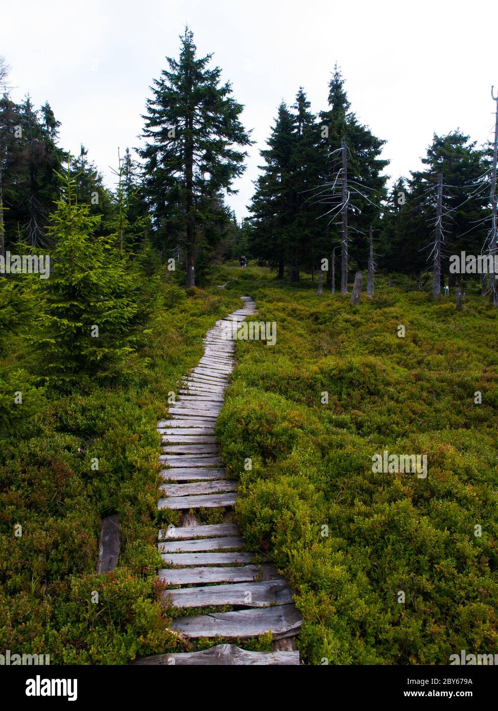 Plank pathway garden hi-res stock photography and images - Alamy