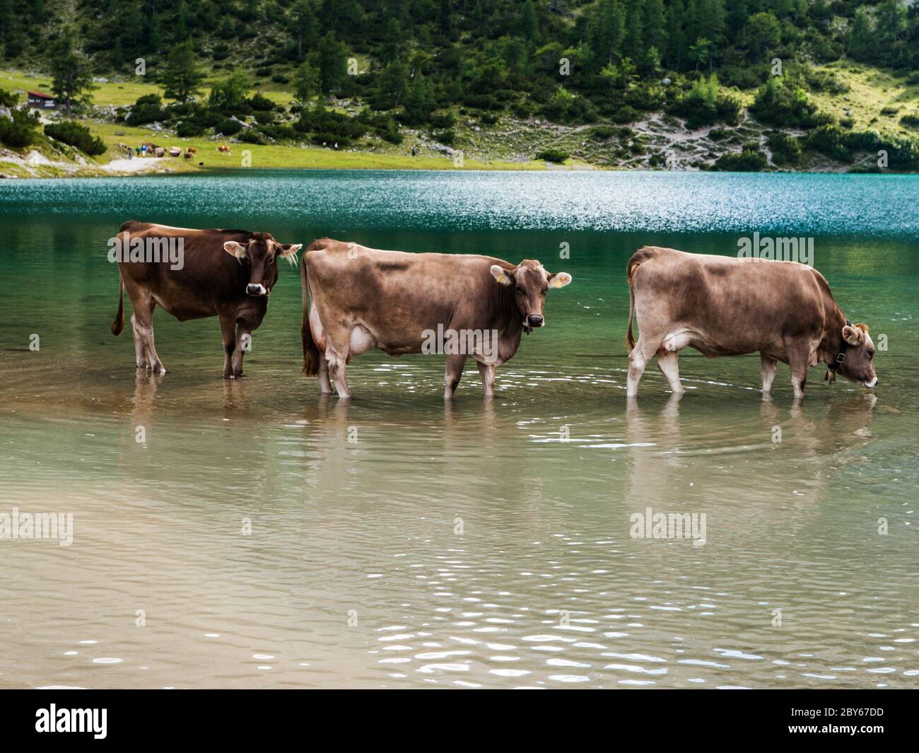 Milka country hi-res stock photography and images - Alamy
