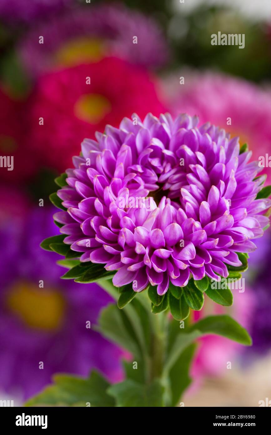 Desi flower hi-res stock photography and images - Alamy