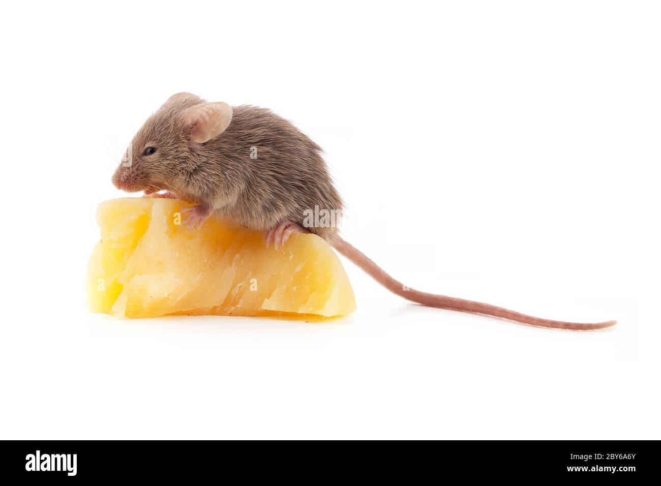 Smelling cheese Cut Out Stock Images & Pictures - Alamy