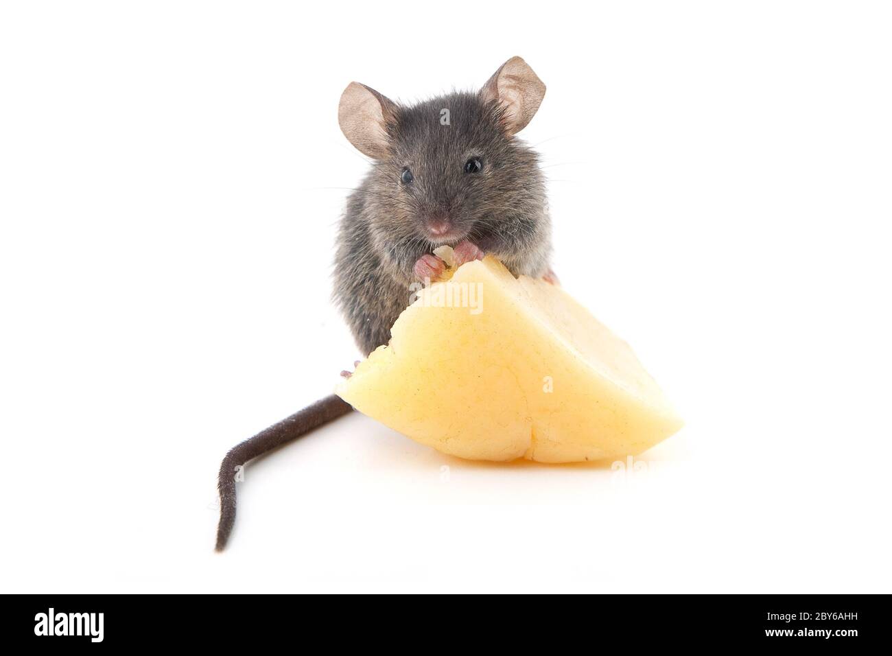 Smelling cheese Cut Out Stock Images & Pictures - Alamy
