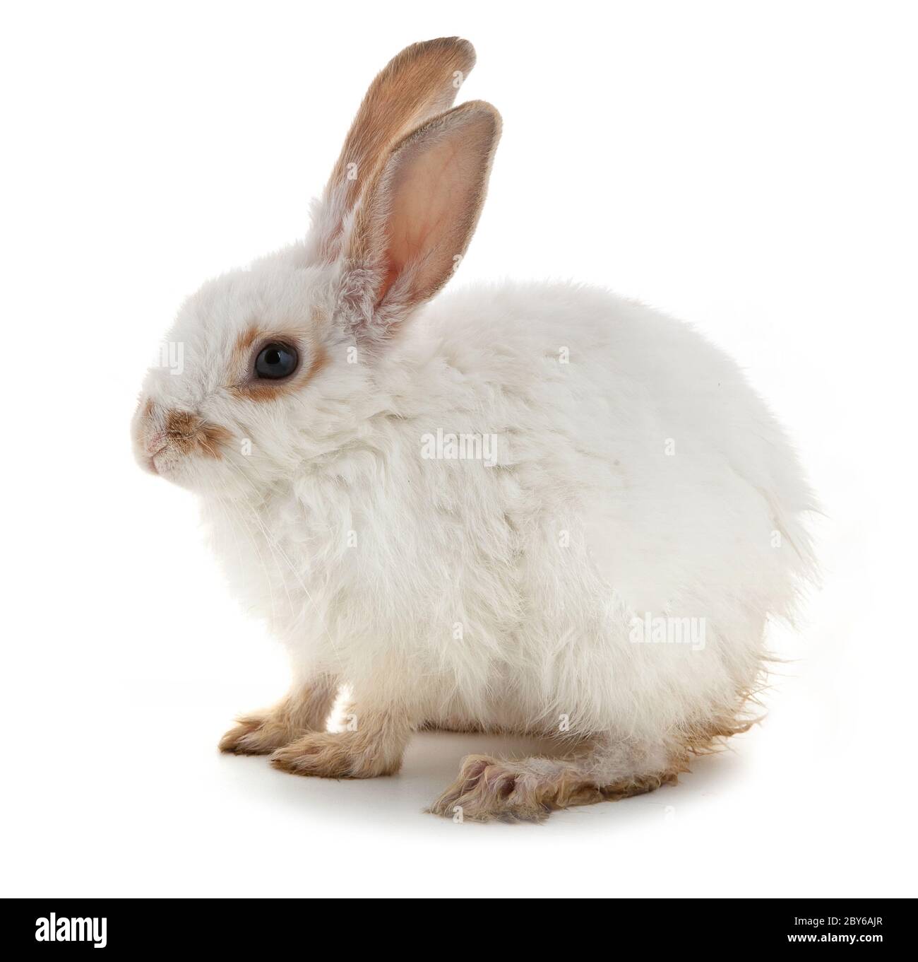 Rabbit ho hi-res stock photography and images - Alamy