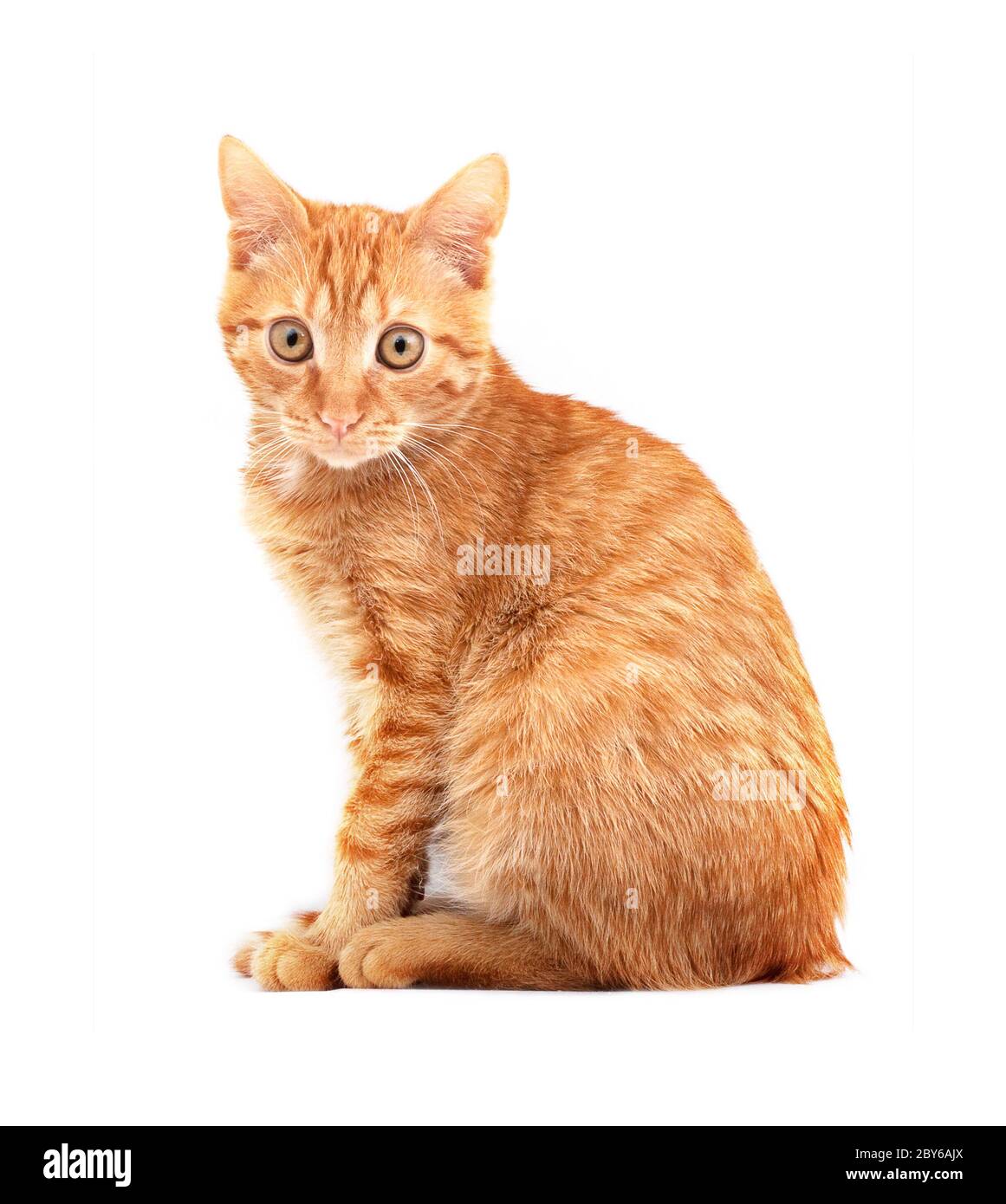 Red cute cat Stock Photo - Alamy