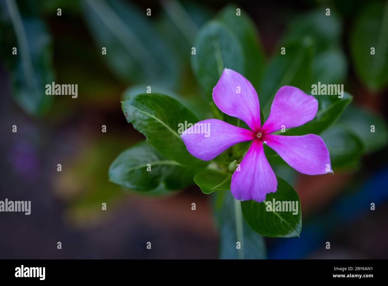 Purple Jasmine Plant