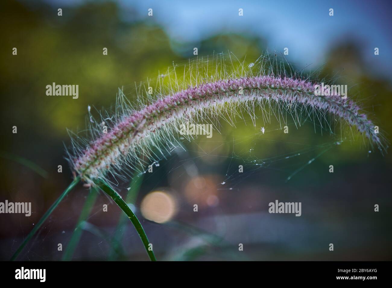 The Communist grass flowers in sunlight. Communist grass flower in ...