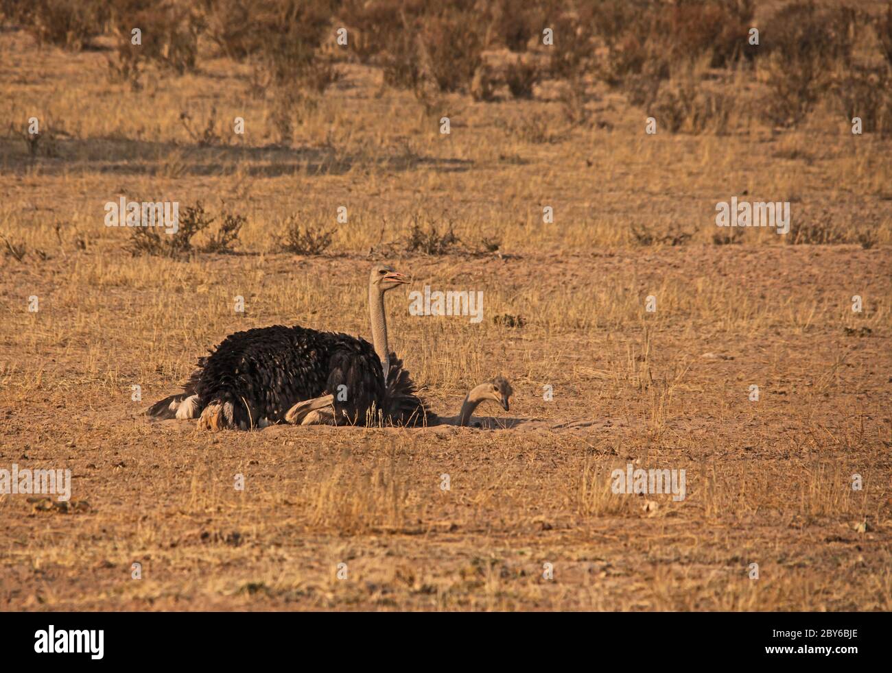 Common ostrich male female hi-res stock photography and images - Alamy