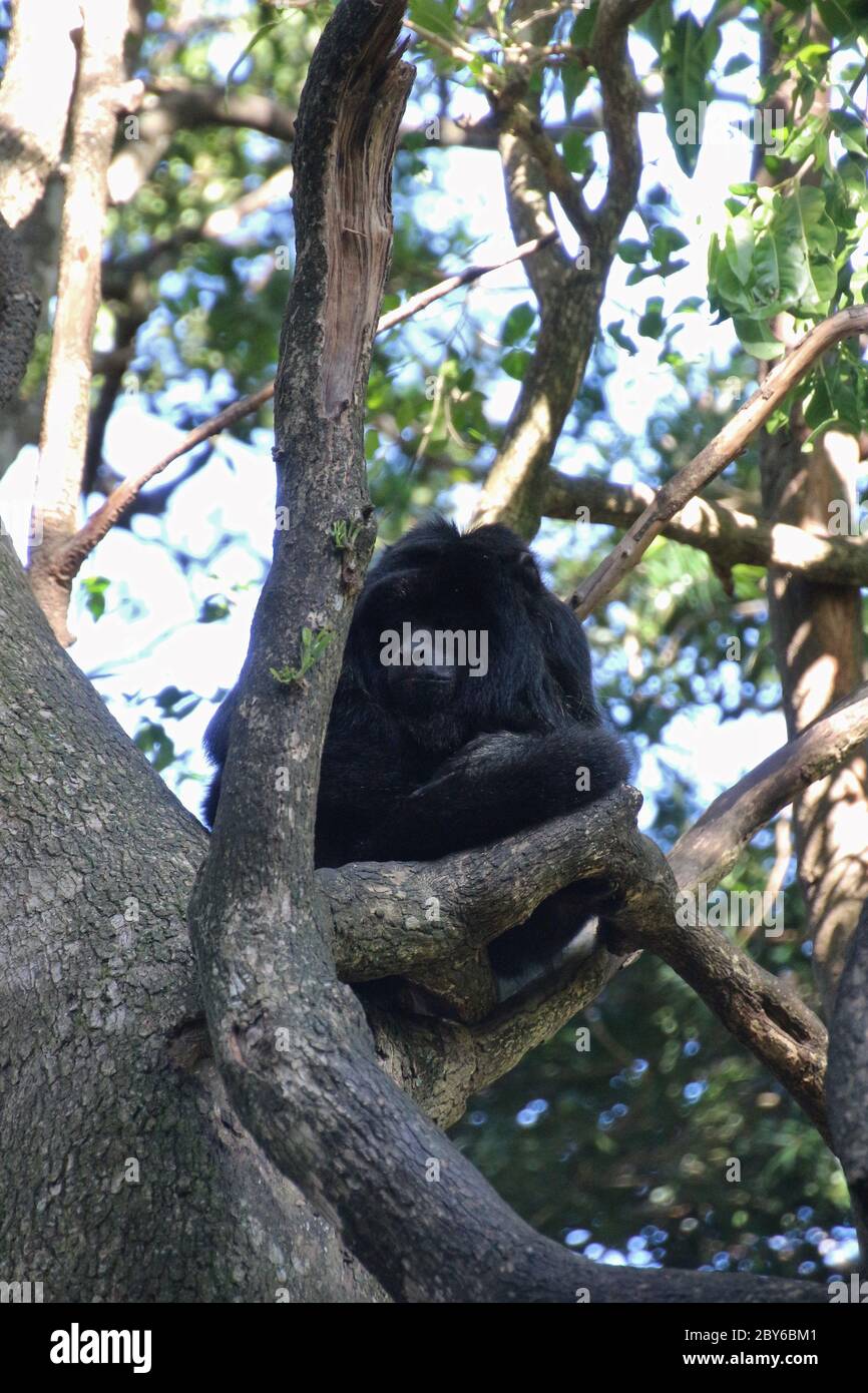 Monkey distribution hi-res stock photography and images - Alamy