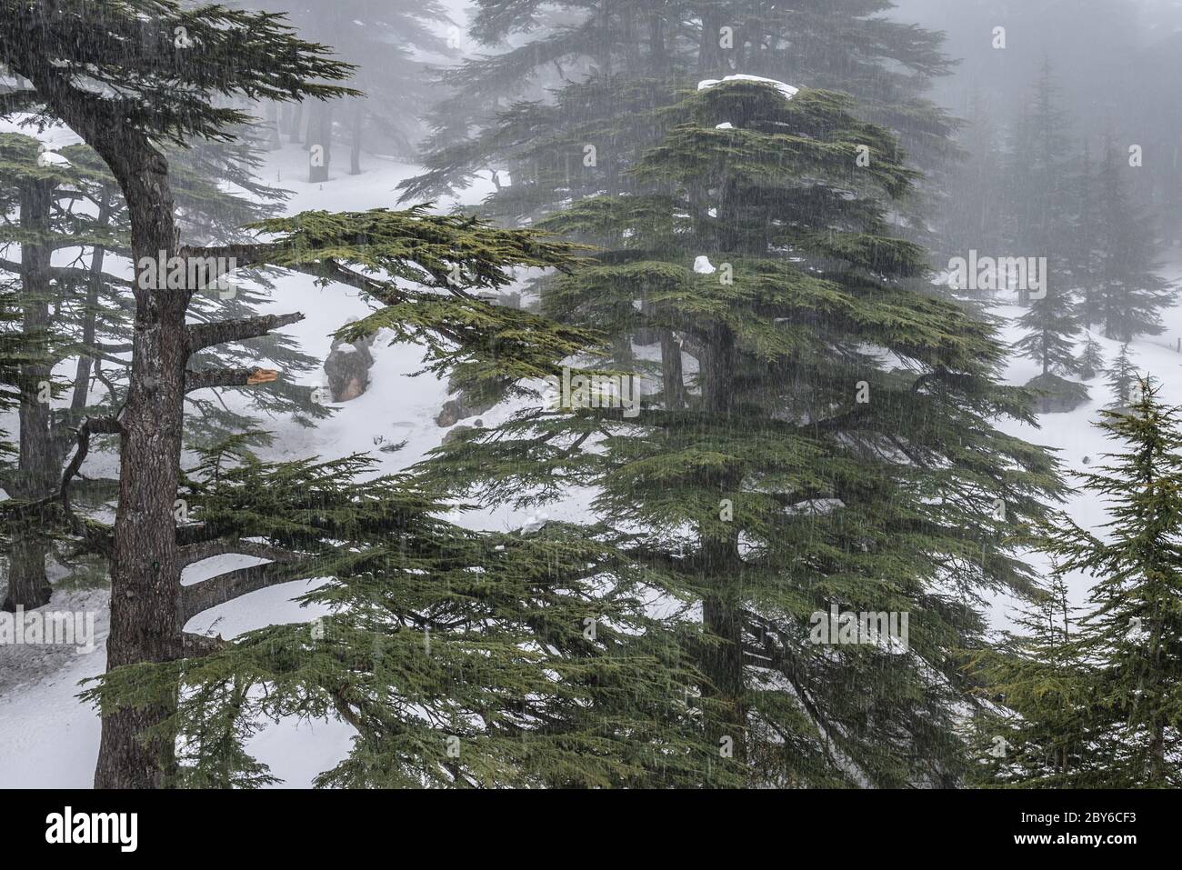 Cedar forest lebanon unesco hi-res stock photography and images - Alamy