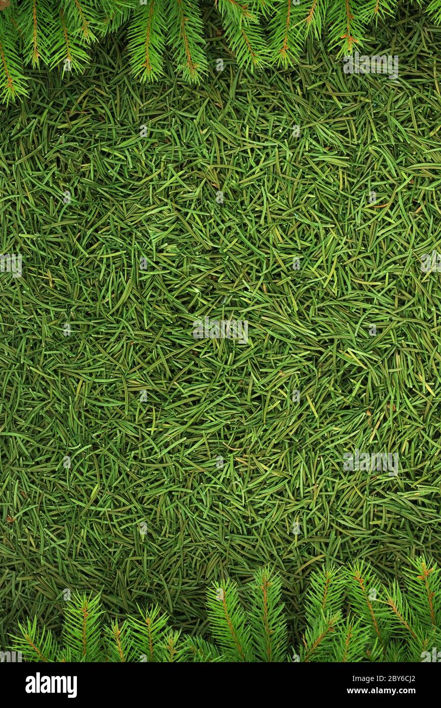Christmas spruce texture Stock Photo - Alamy