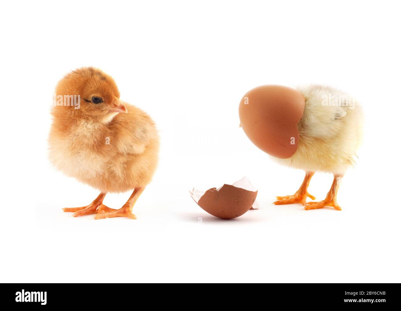 The yellow small chick Stock Photo - Alamy