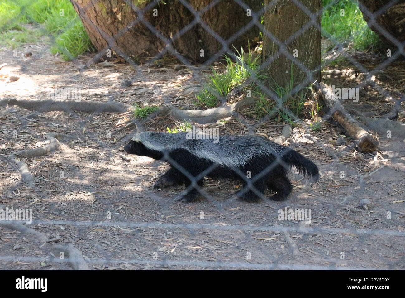 A quick running honey badger in the spacious Jukani Wildlife Sanctuary ...