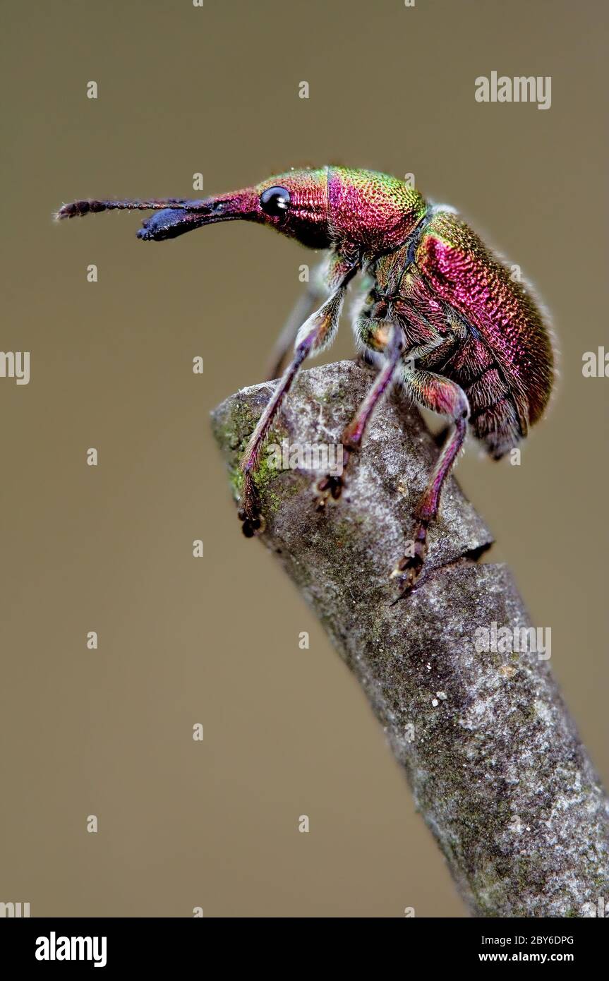 Rhynchites High Resolution Stock Photography and Images - Alamy