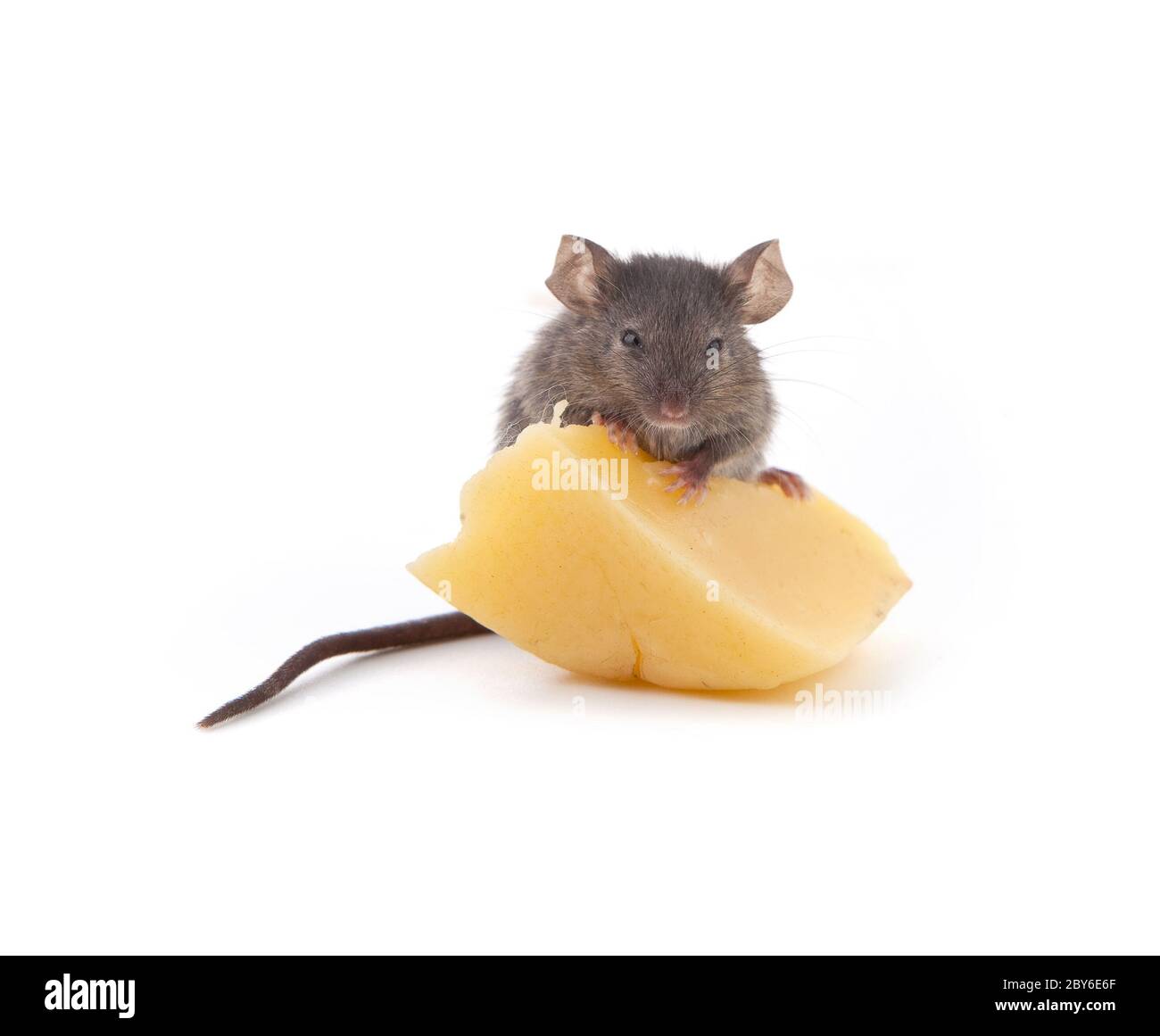 Smelling cheese Cut Out Stock Images & Pictures - Alamy