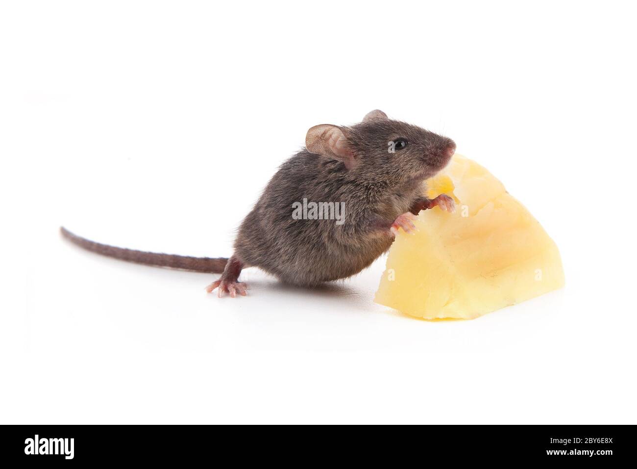 Smelling cheese Cut Out Stock Images & Pictures - Alamy