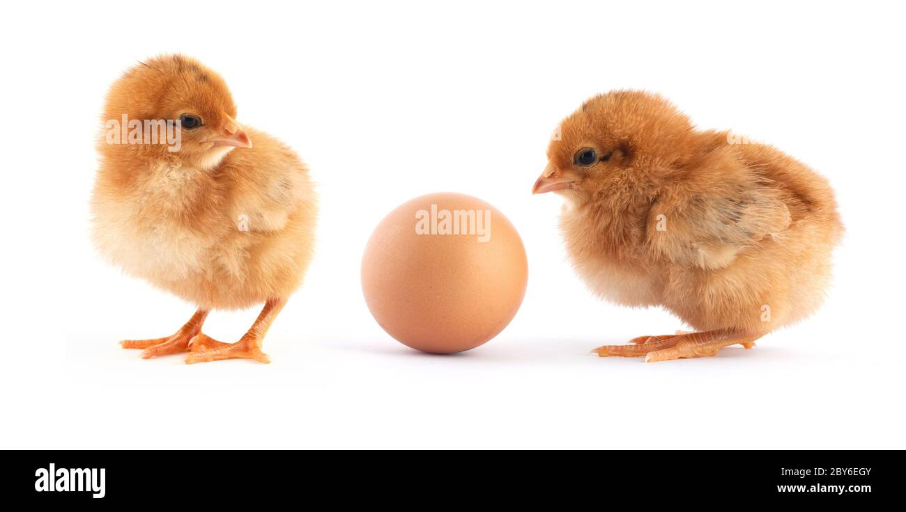 Two yellow small chicks Stock Photo - Alamy