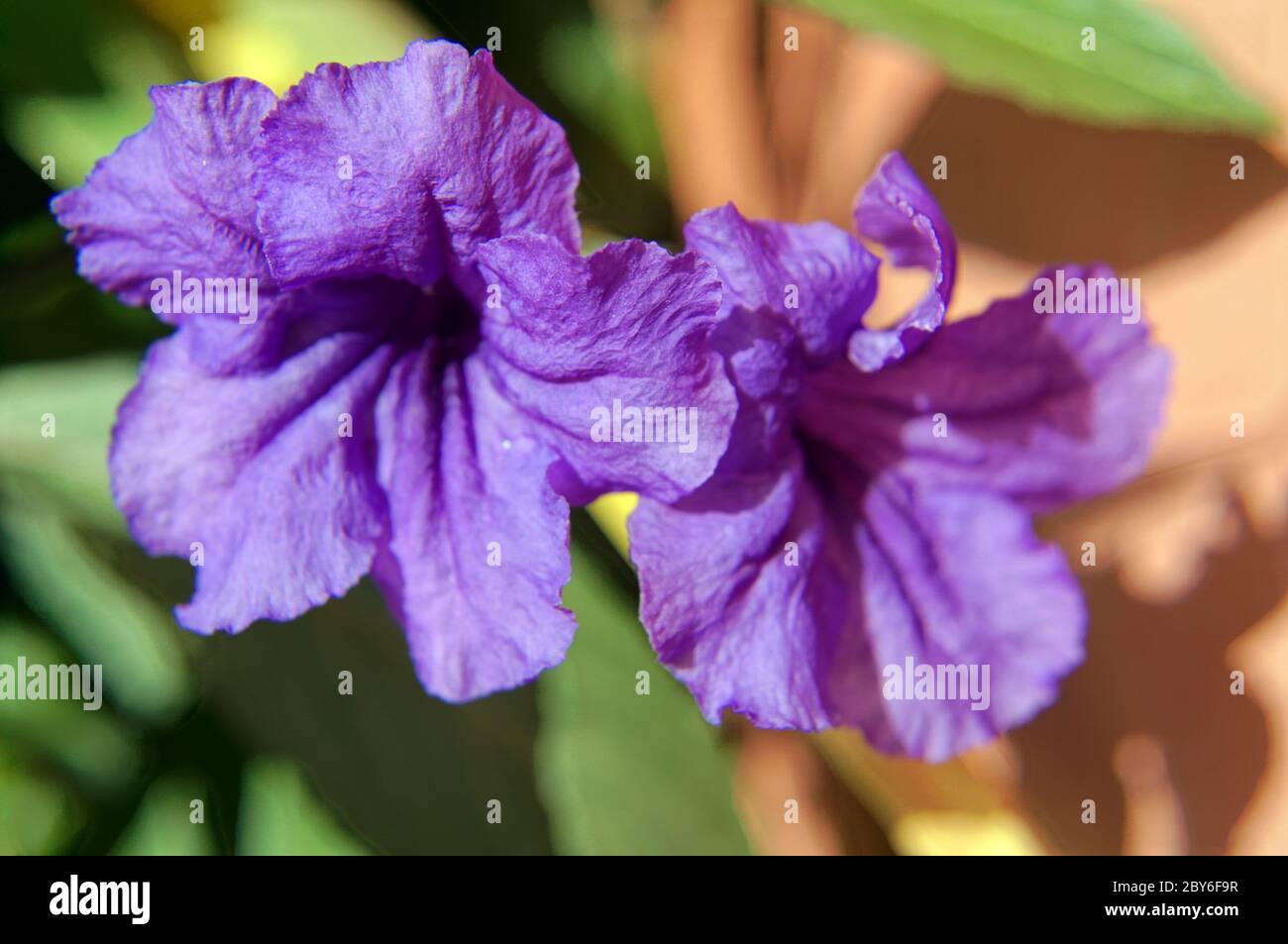 Mirabilis flowers hi-res stock photography and images - Alamy