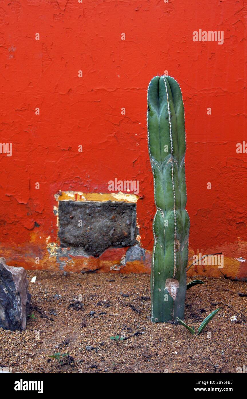 Cactus desert egypt hi-res stock photography and images - Alamy