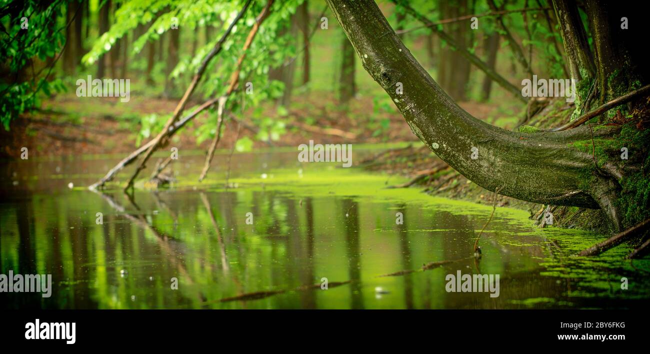 Calm wide river in a mystical forest Stock Photo - Alamy