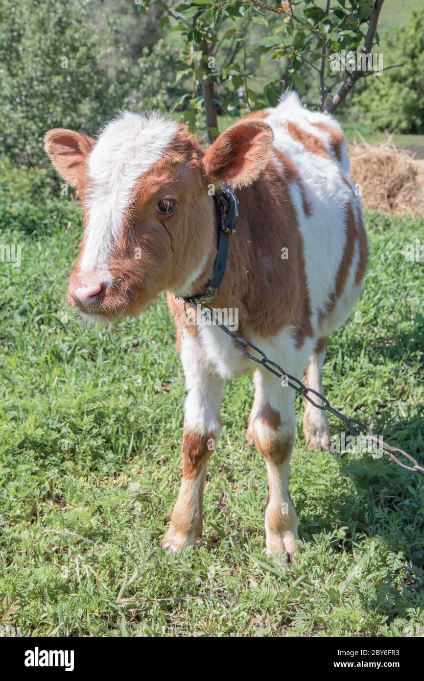 Young bull tied with an iron chain on a backdrop of a rural landscape ...