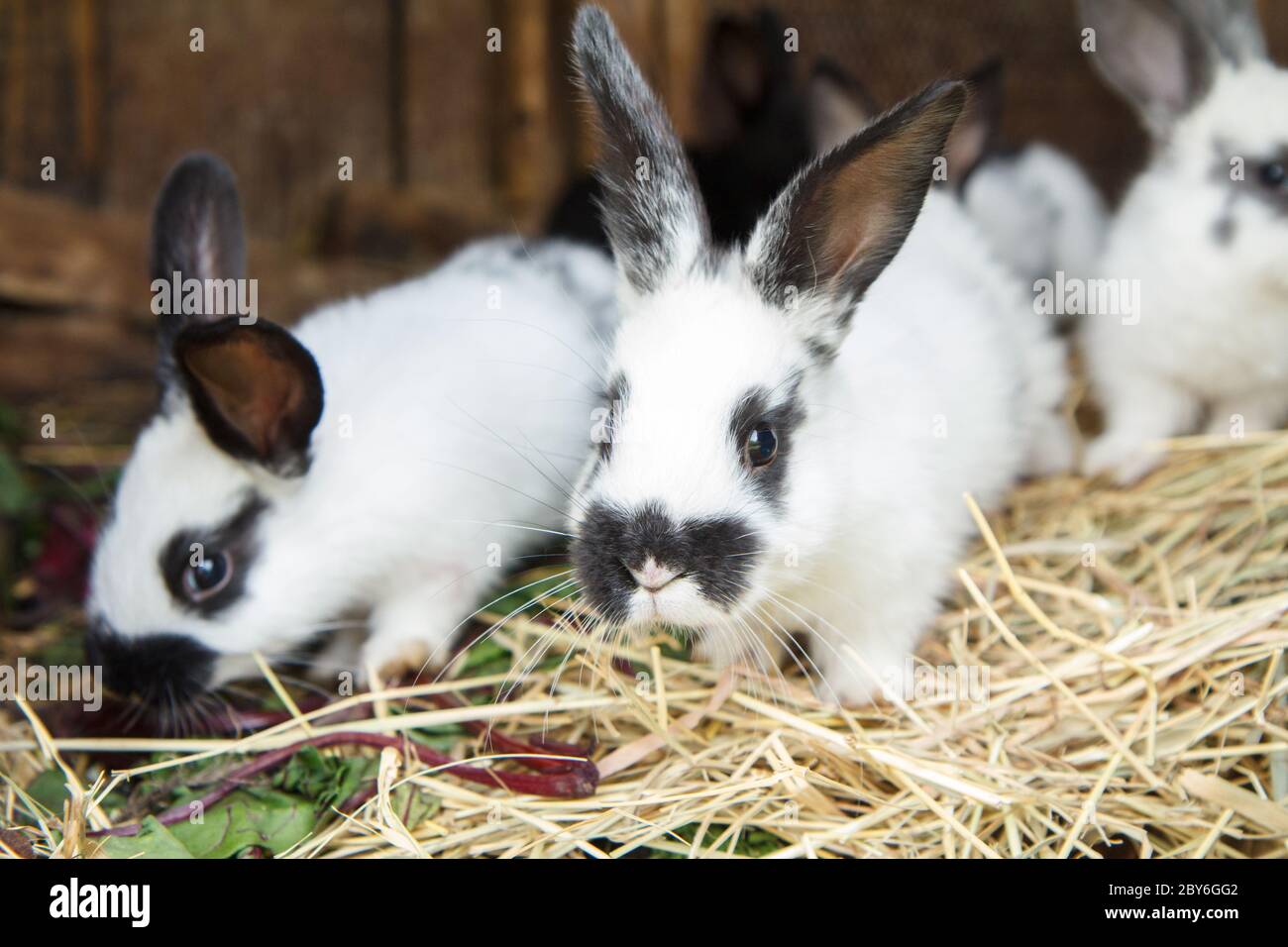 Outdoor hutch hi-res stock photography and images - Alamy