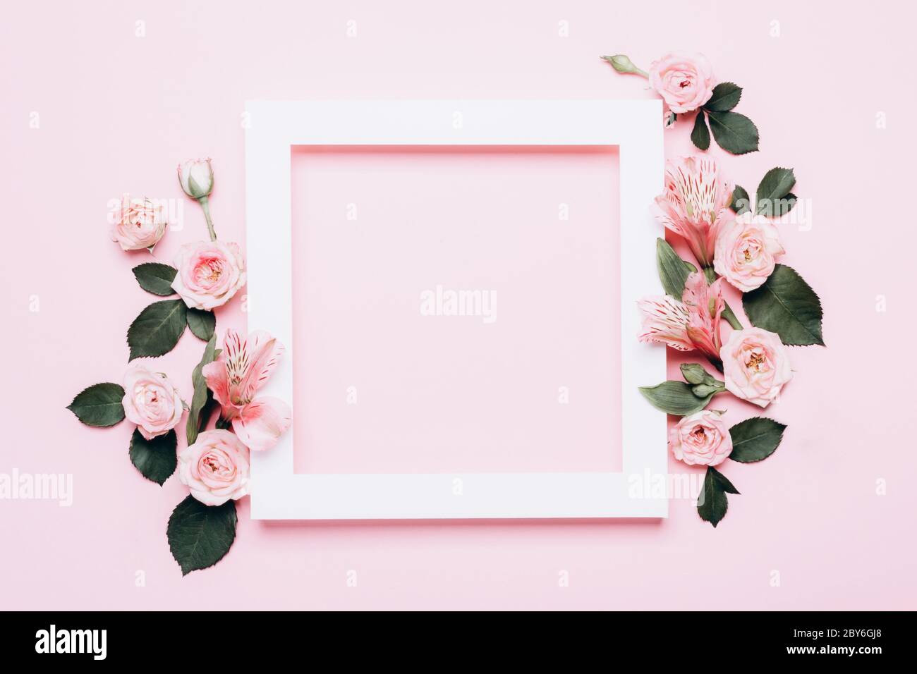 Square white frame and pink roses on pink background. Beautiful flower ...