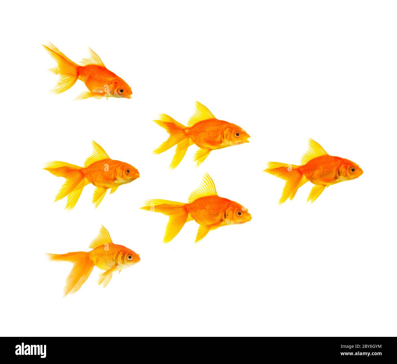 Three goldfish bowl hi-res stock photography and images - Alamy