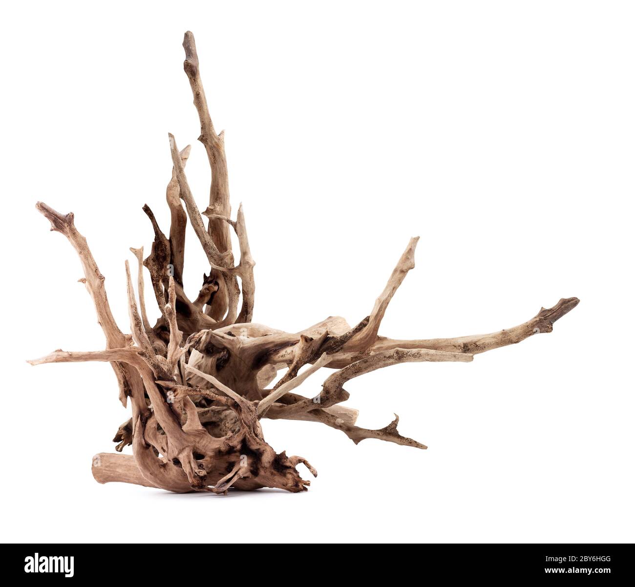 Brown Snag or Root, dead dry Snag, Driftwood Tree Stump isolated on ...