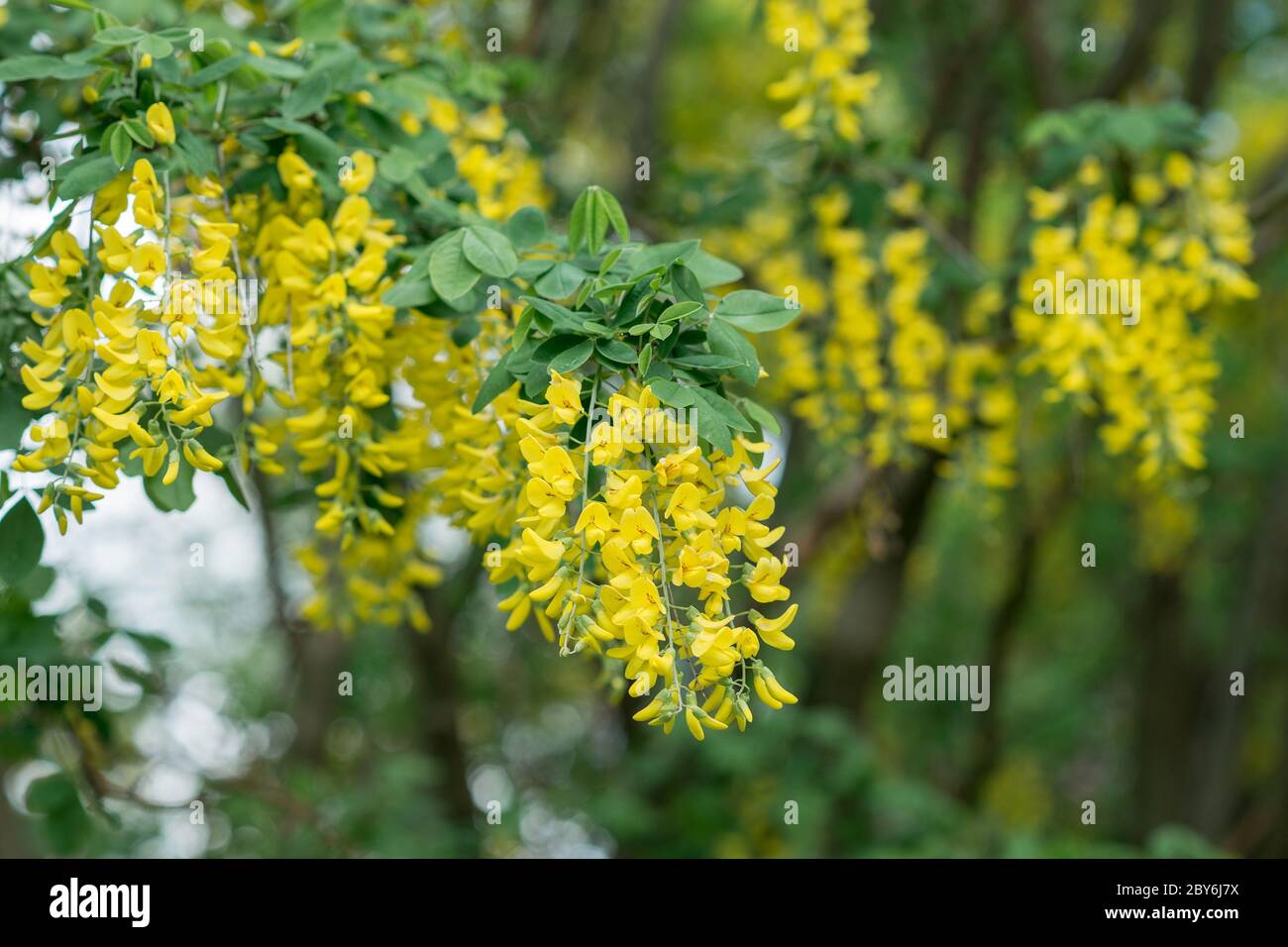 Yellow acacia tree blooms in the garden Stock Photo - Alamy