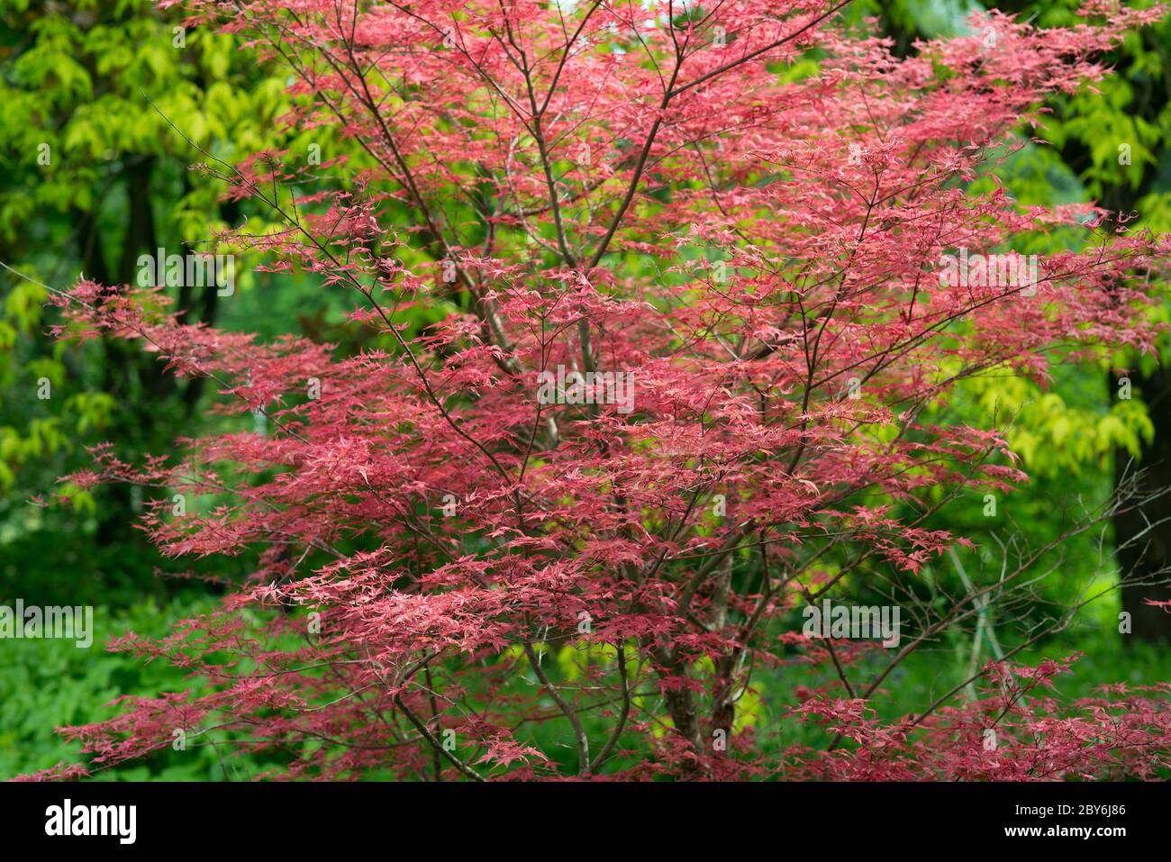 Maple tree Acer palmatum in the garden Stock Photo - Alamy
