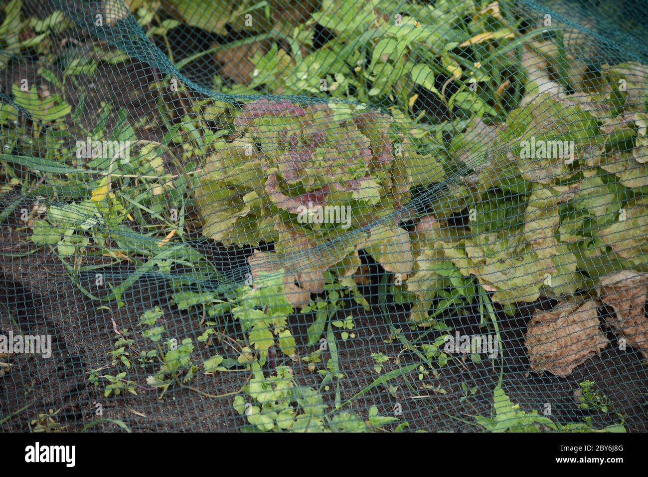 a Vegetable protection net on a Lettuce field Stock Photo - Alamy