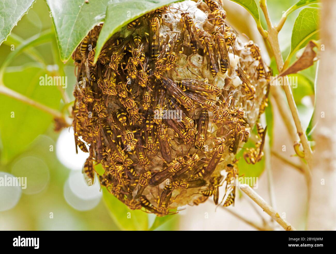 Closeup Swarm of Wasps on Wasp Nest Stock Photo - Alamy