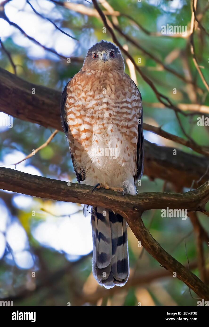 Cooper's Hawk female hunting from above in the forest Stock Photo - Alamy