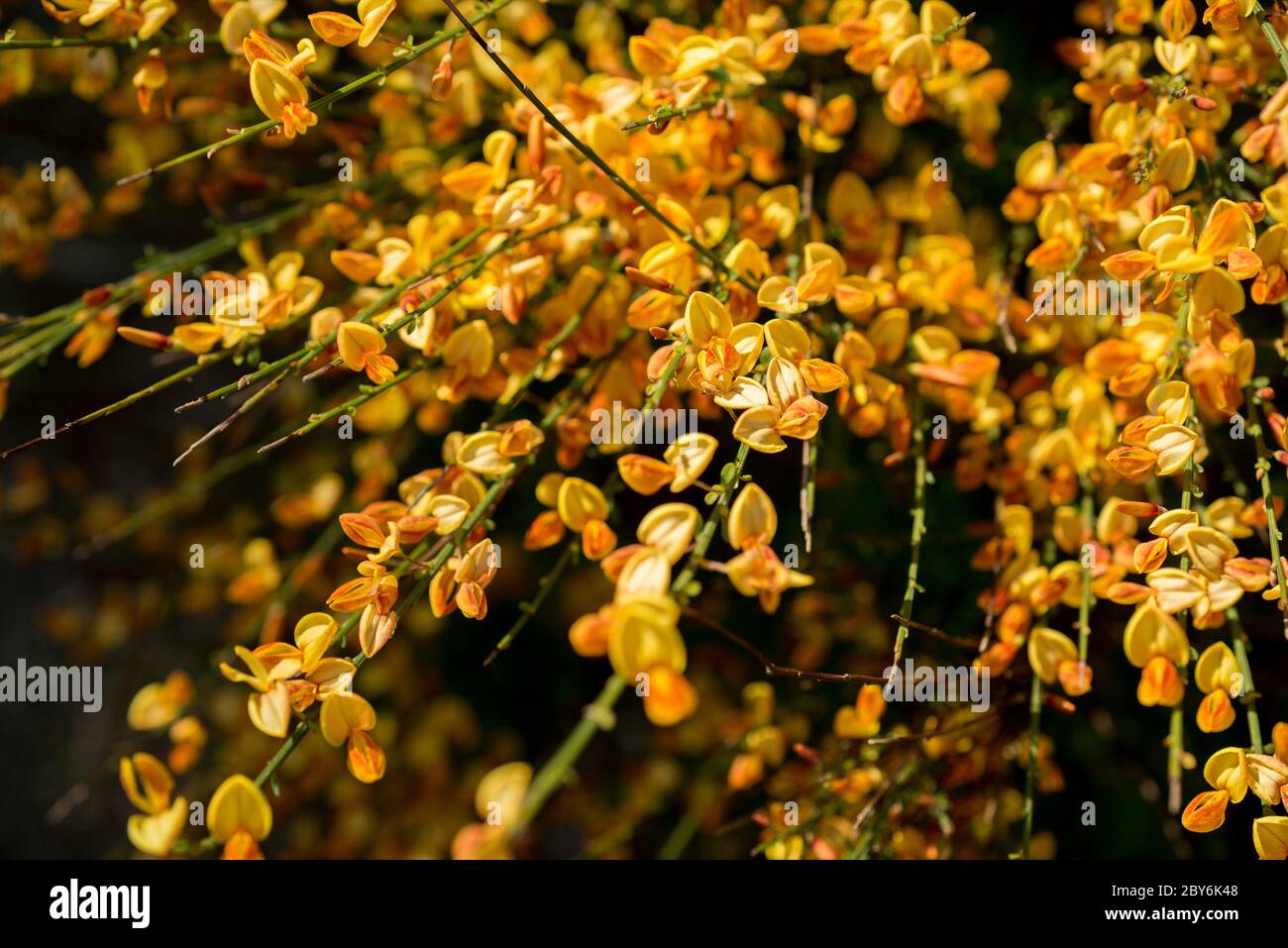 Yellow bush Spartium junceum Stock Photo - Alamy
