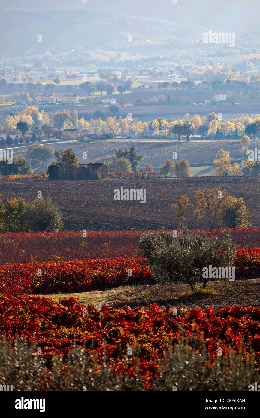 View of the Umbrian countryside in the Montefalco area, in autumn, with ...