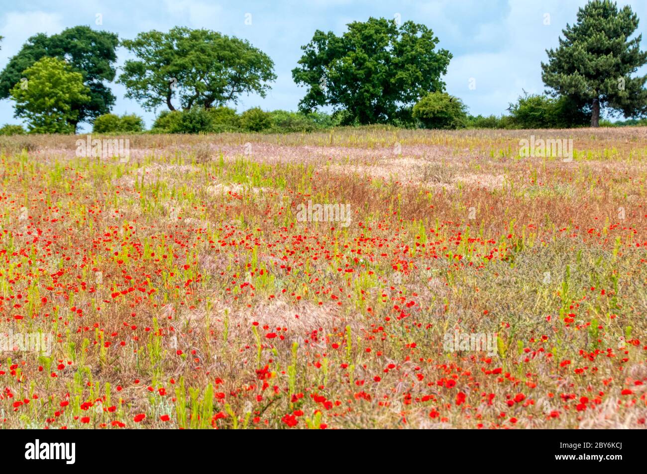 Poppy Fields Field Of Flowering Poppies Land High Resolution Stock ...