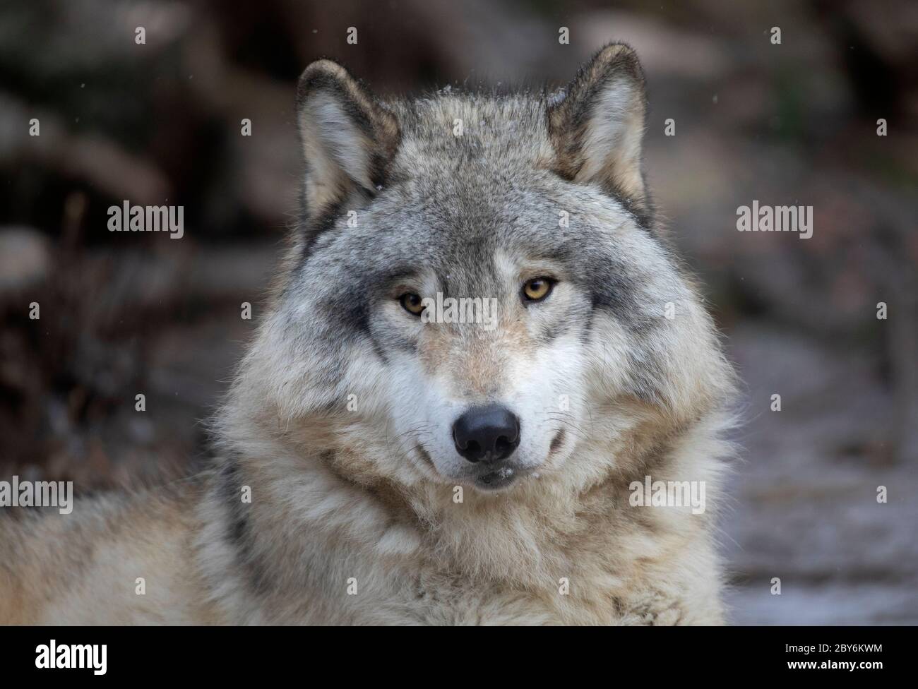 A lone Timber wolf or Grey Wolf Canis lupus portrait in the winter snow ...